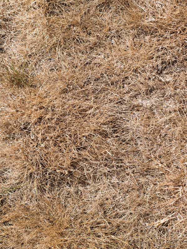 Fall Festival Backdrop and Autumn Grass Floor Drop Bundle - Denny ...