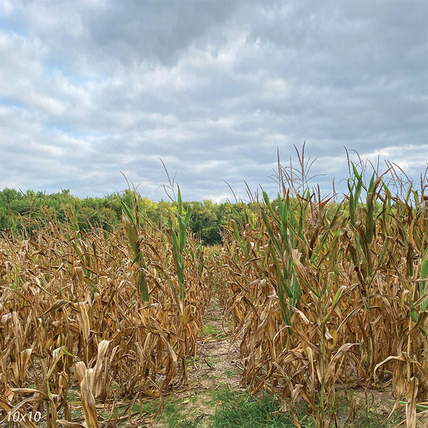 Corn Field Hdri