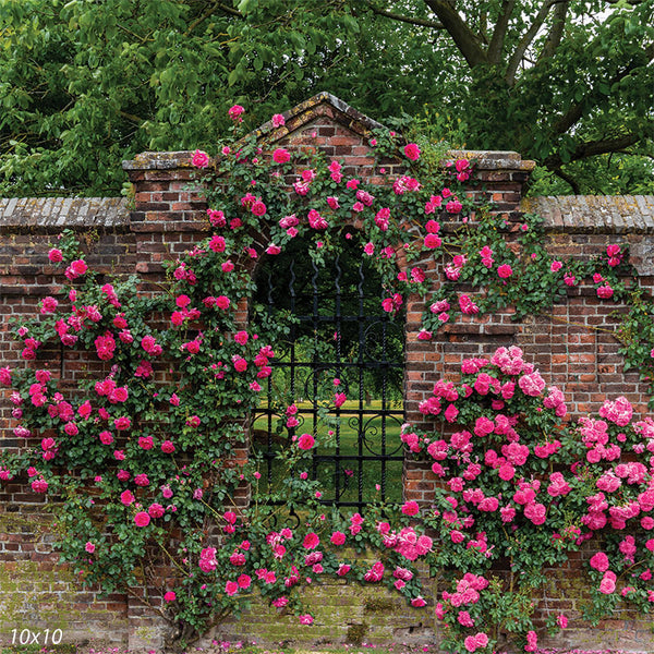 Garden Wall Photographer Backdrop - Denny Mfg