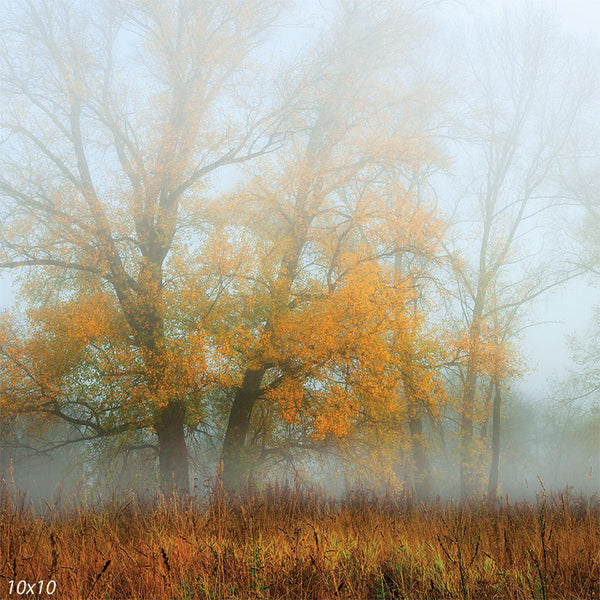 Fall Morning Photographer Backdrop - Denny Mfg