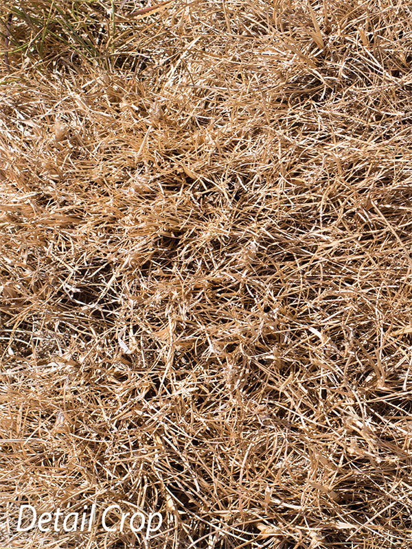 Autumn Grass Photography Floor Drop - Denny Manufacturing