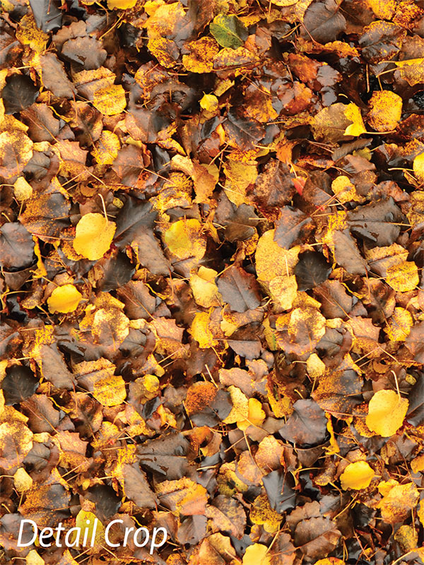 Autumn Leaves Photography Floor Drop - Denny Manufacturing