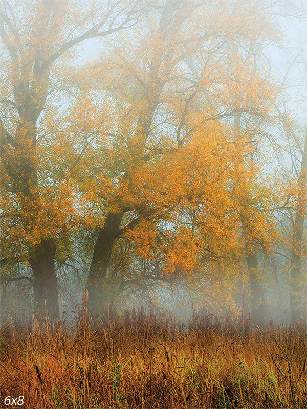 Fall Morning Photographer Backdrop - Denny Mfg